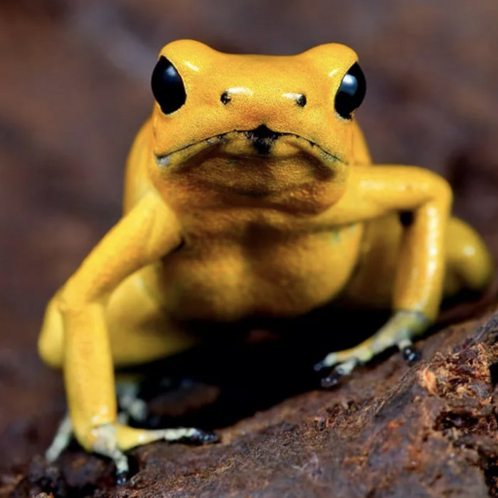 Waffle Stomping | Freddy Fresh aka Modulator | Analog Records ( Various)