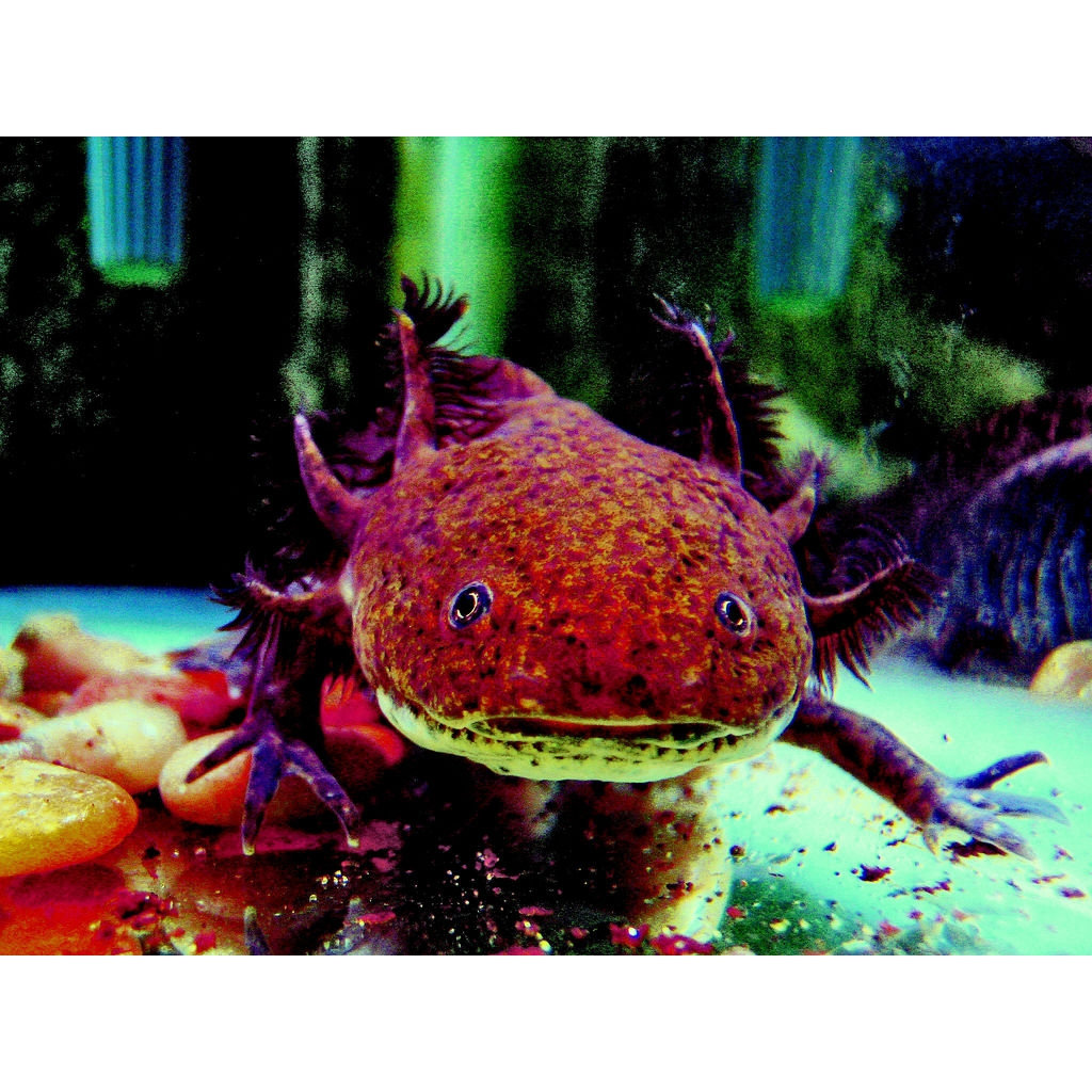 Red Axolotl