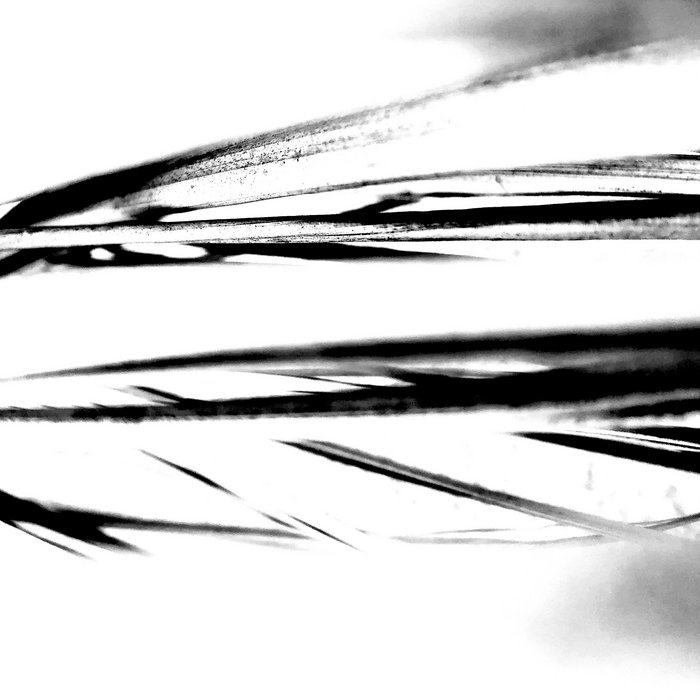 Hiss | Andrew Melançon