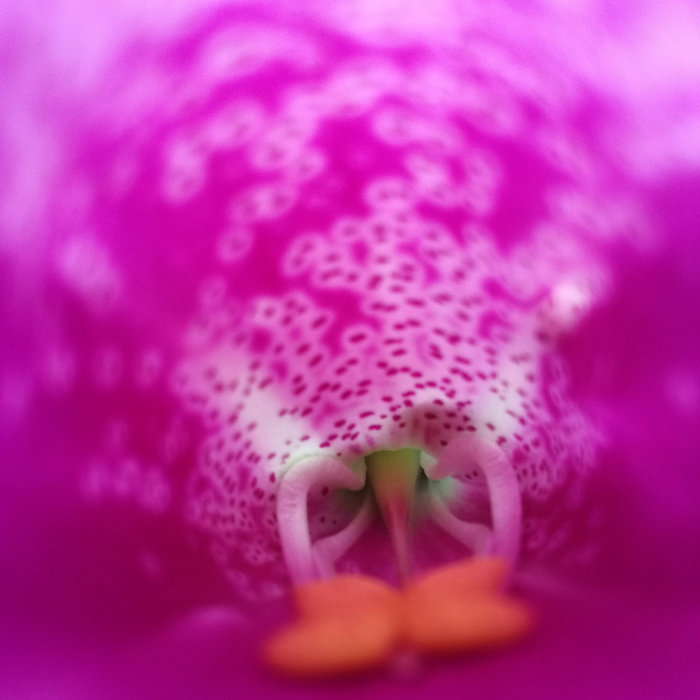 Psychedelic 13 Redux | Flex