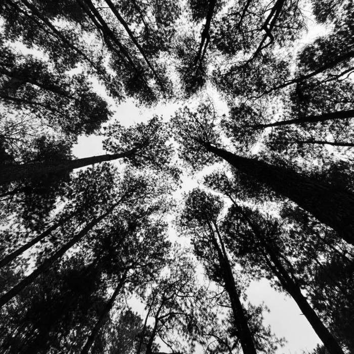 Burning | Forest Rituals