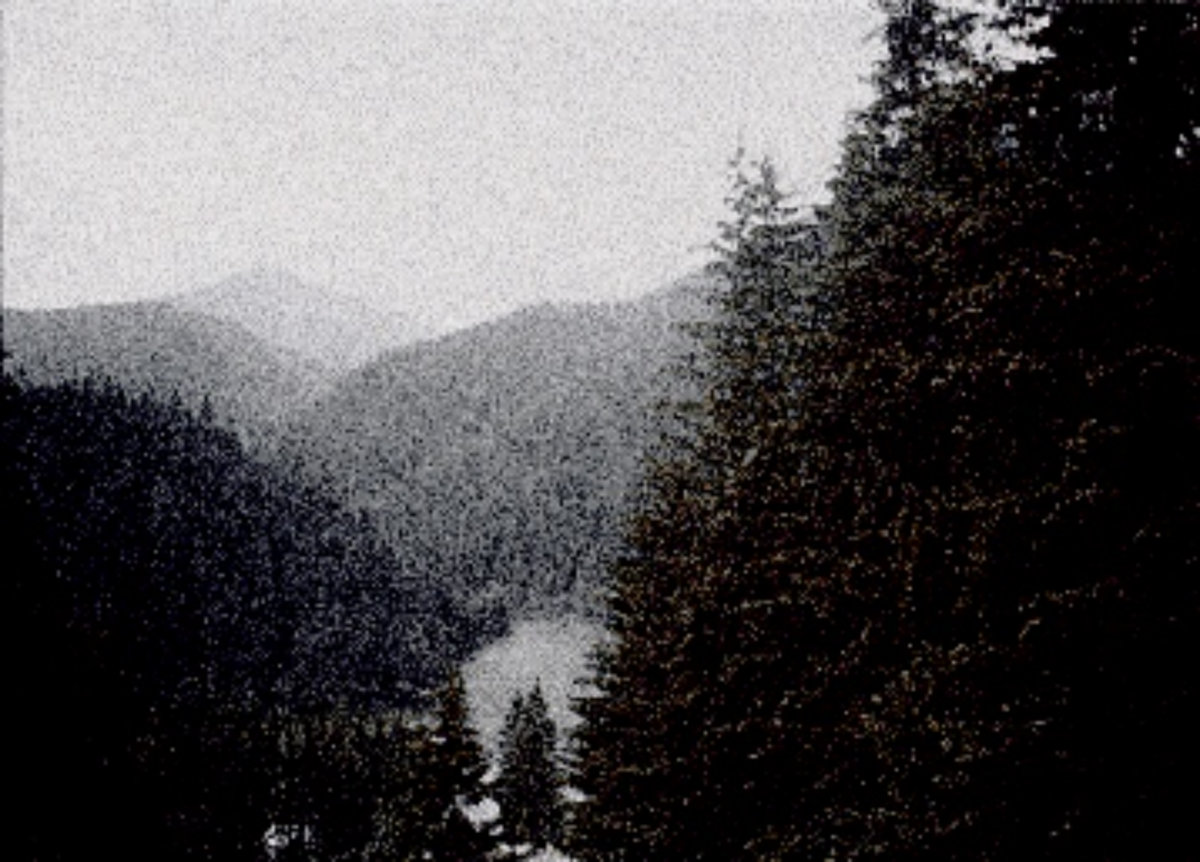 Carpathian Forests | Minor Erd Tree