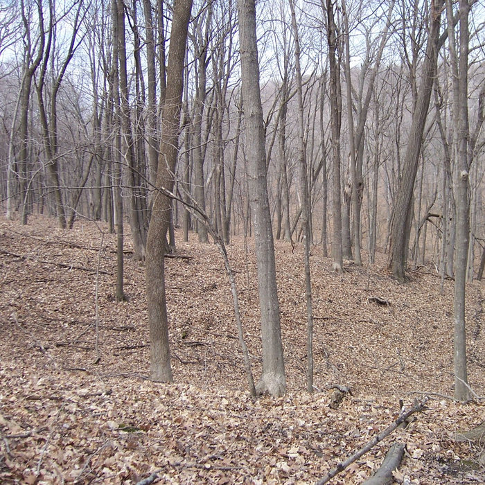 Feather Ridge | Mark Rushton