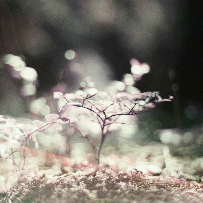 A Bittersweet Goodbye | Indigo Dream