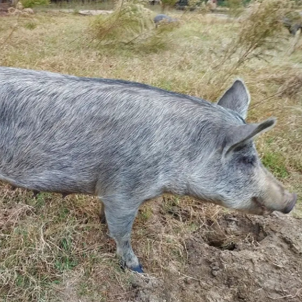 Blue Hogs | Pig Peasant | Pig Walls