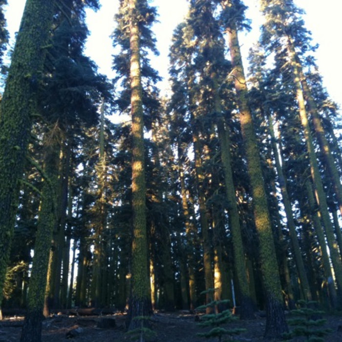 Yuba Pass Dawn: June 27, 2010 | Nicholas Sherman | Soundtracker