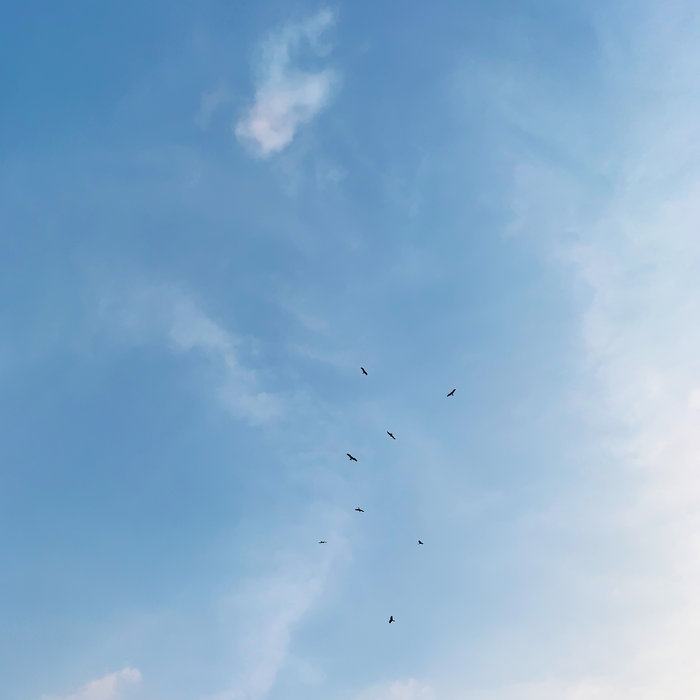 Electric Birds in Concrete Jungles | Oblique