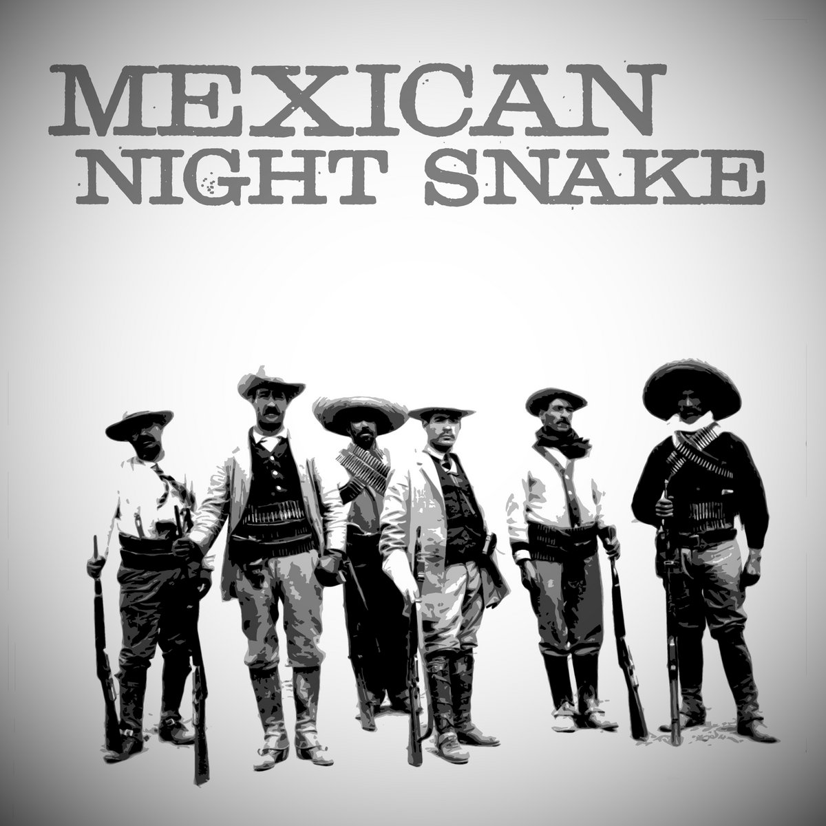 Mexican Night Snake | Mexican Night Snake