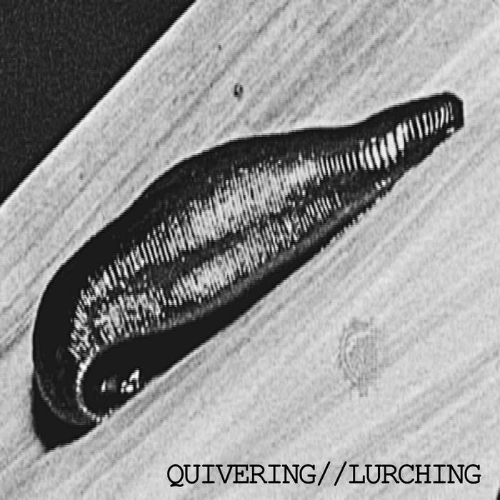 Leech Whole Mount