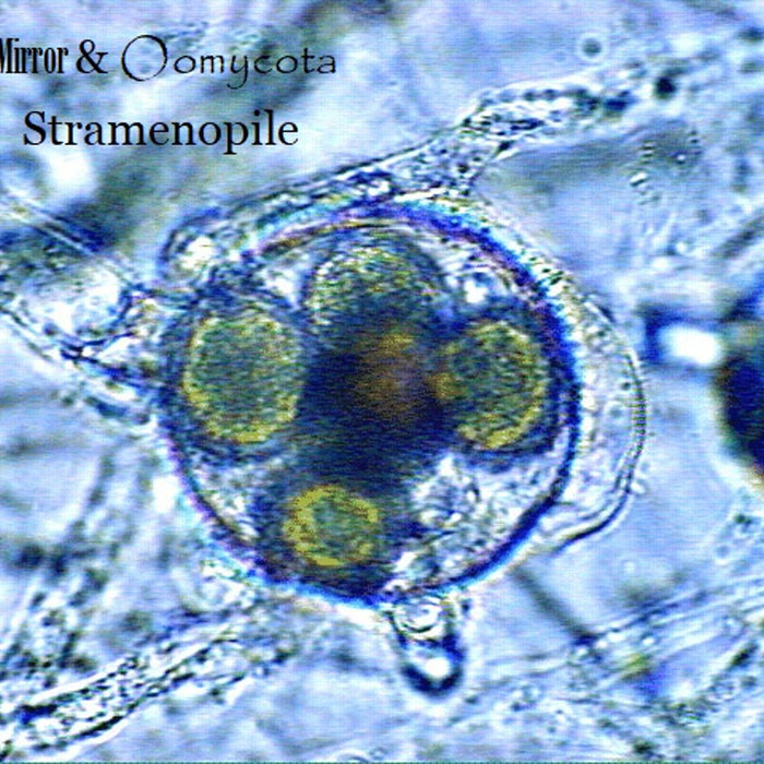 Stramenopile | Obsidian Mirror + Oomycota | E.S.O.D. Productions