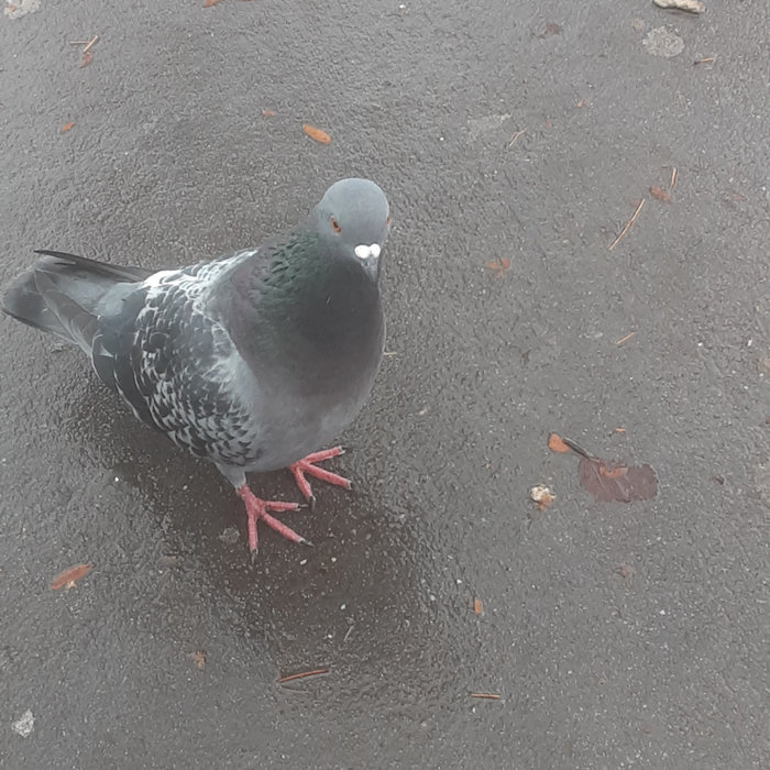 Providence Zen | Matt Craig Culbertson | mattcraigculbertson