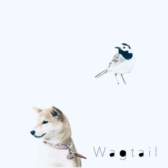 wan pii | Wagtail