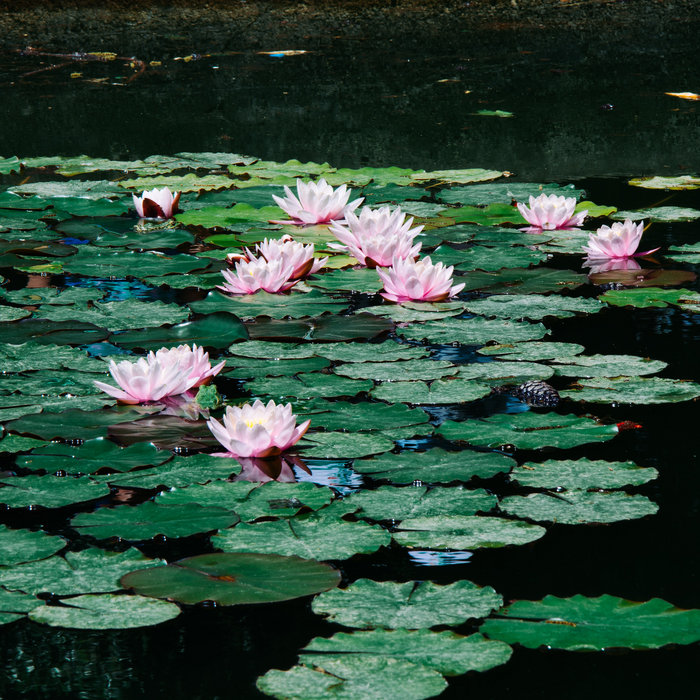 Lotus Flower Fields in Asia | Marc Corominas