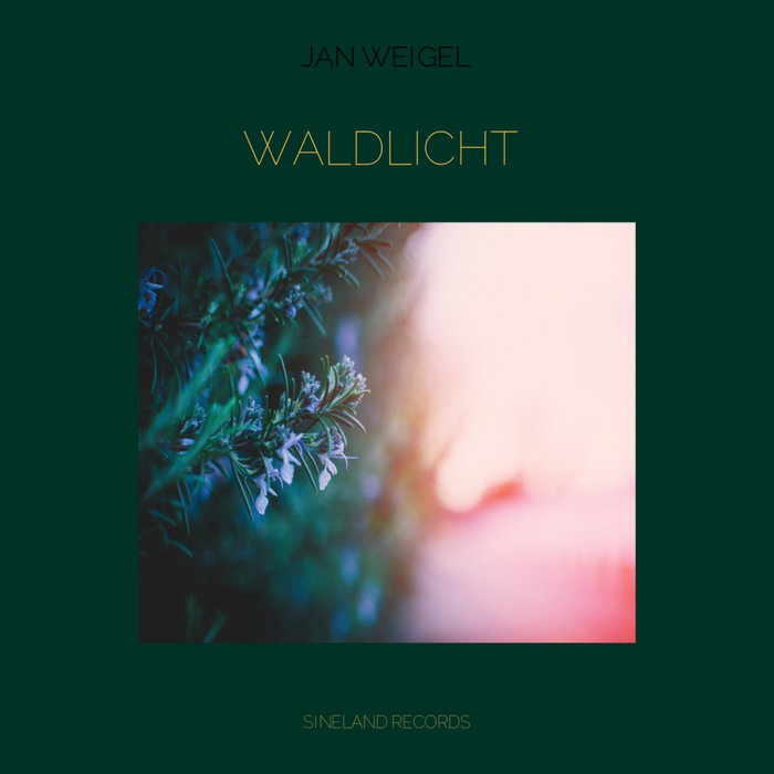 Waldlicht | Jan Weigel