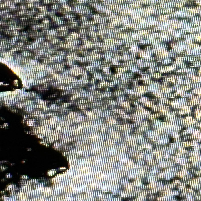 Hush | Animal Body Part