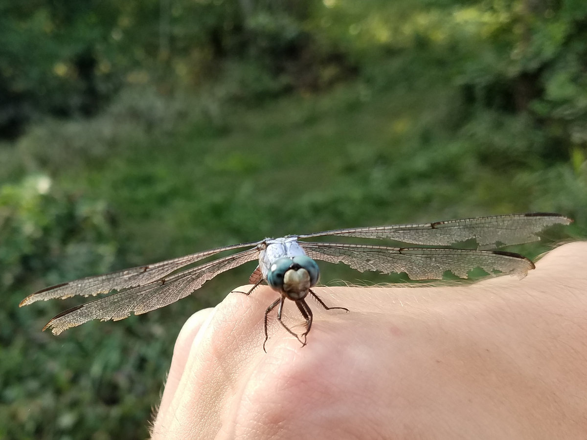 Touch of the Soul | Leo the Go1dfish