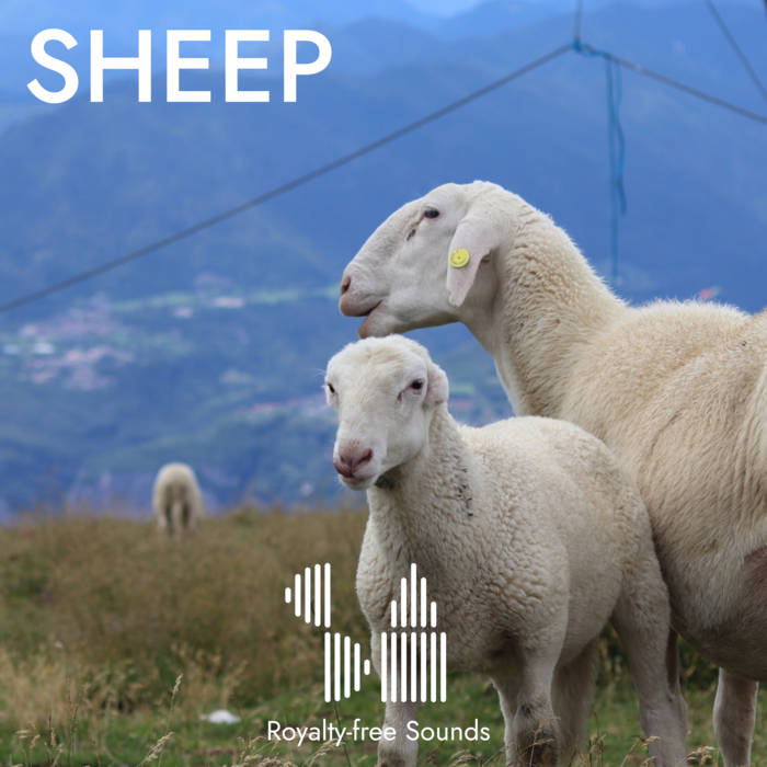 Sheep | Sound Architecture