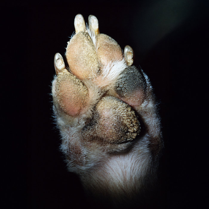 Paw | Avery Tucker