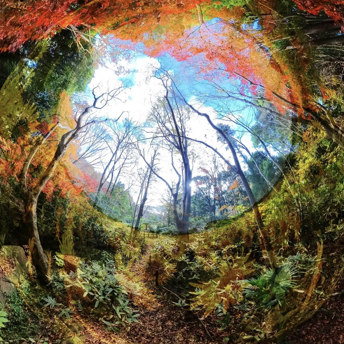 Cryptozoon X LIVE 2012 | KK NULL