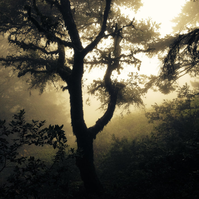 Echo Swamp | Dan Littlefield