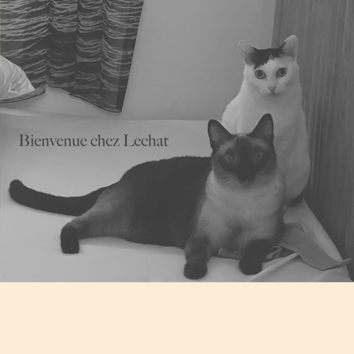 Bienvenue chez Lechat | Le chat au café