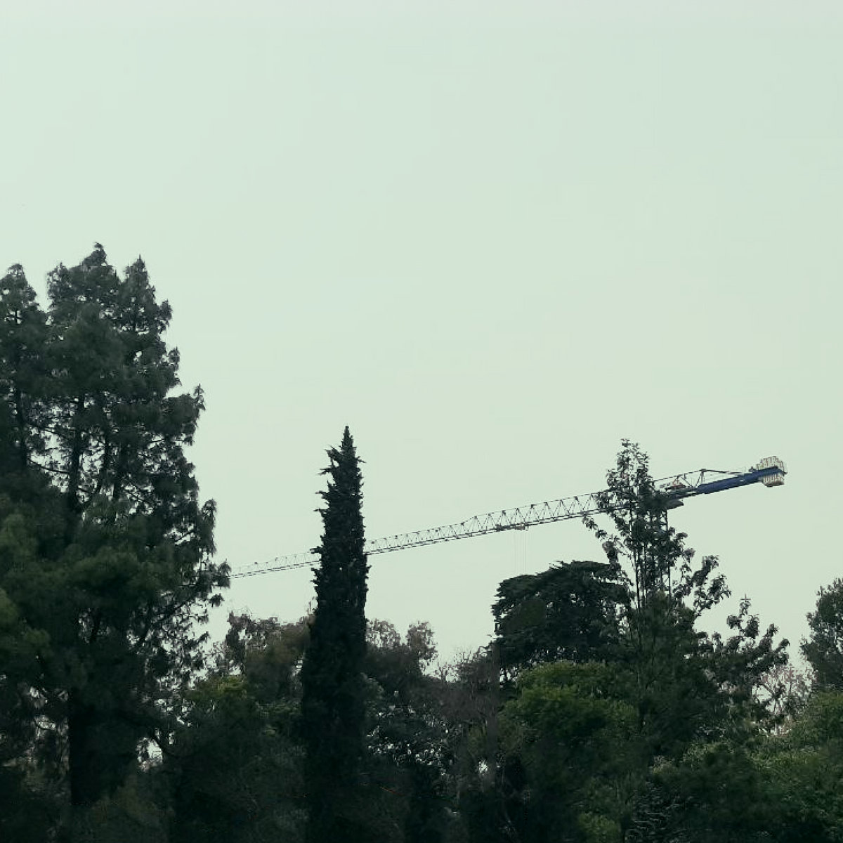 Rainforest Afterlife: In Memory of Lindsheaven Virtual Plaza | Sapling.png | Wilhelm Lyons