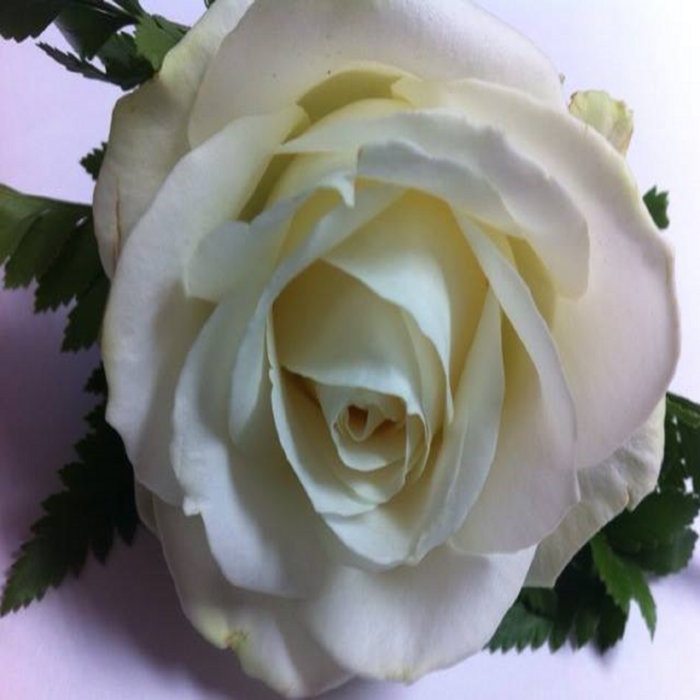 In Heaven | Christopher Rose