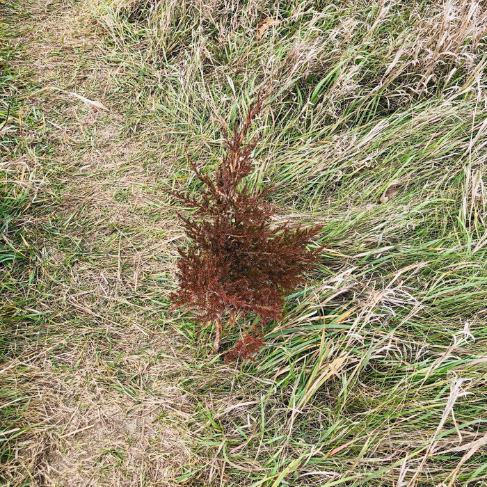 tiny tree | The Exploding Pea