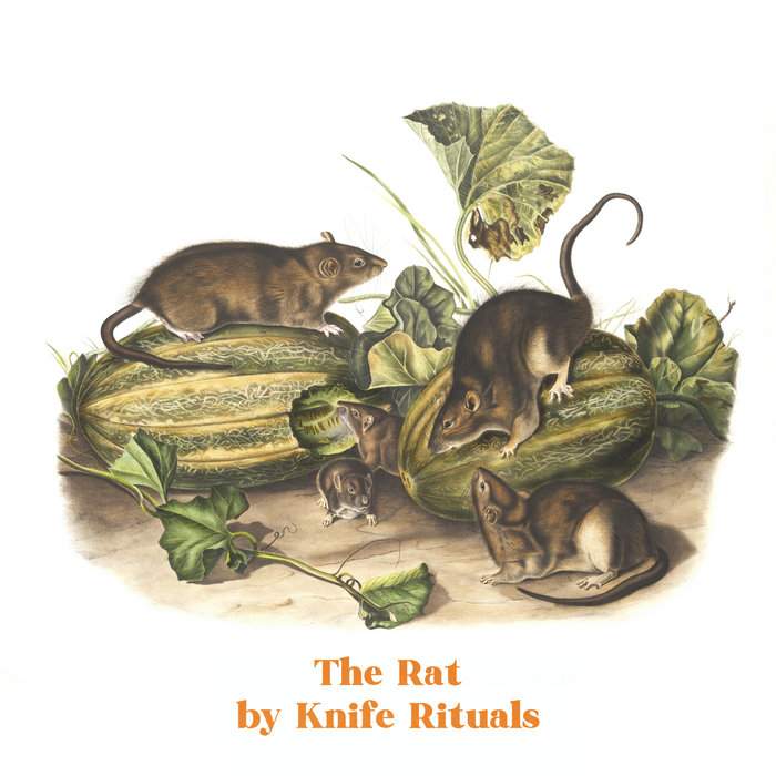 The Rat | Knife Rituals