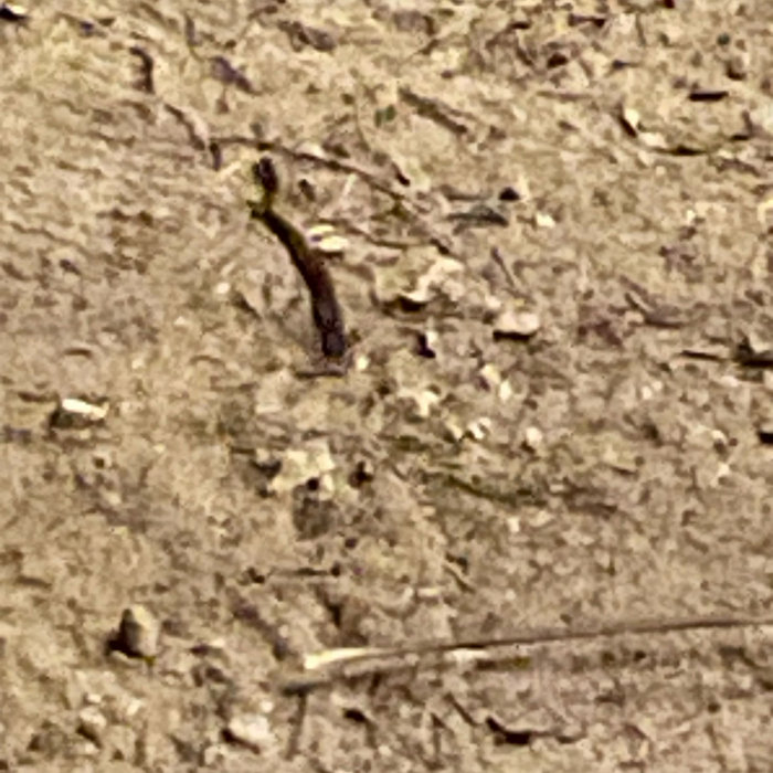 THE WORM | Jackson Pryor-Bennett