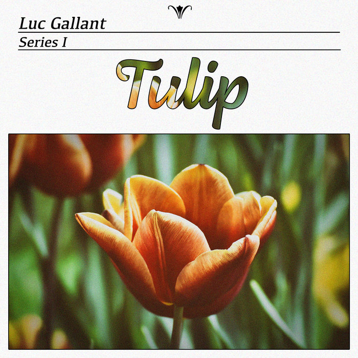 Tulip | Luc Gallant