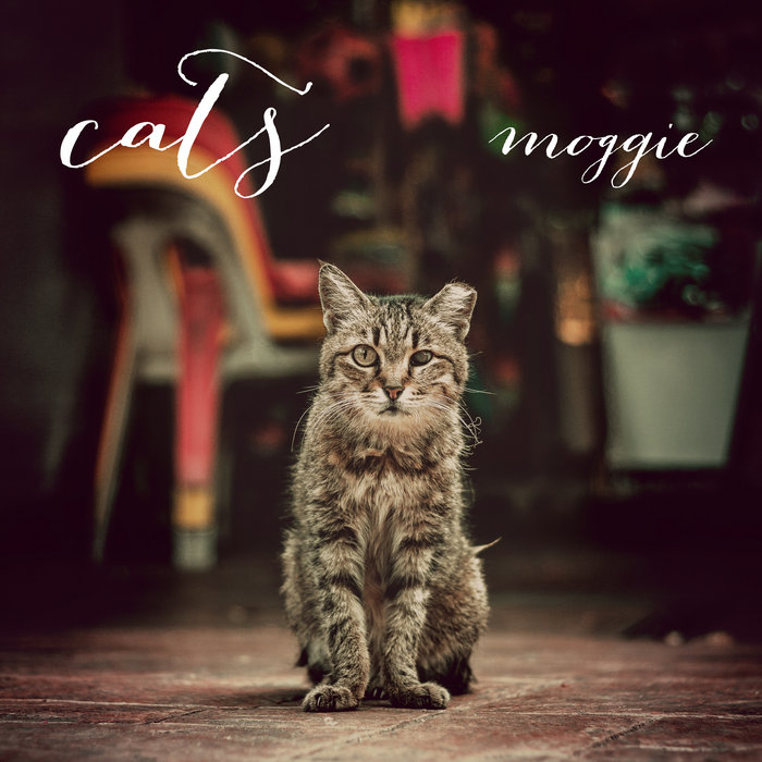 Moggie | Cats