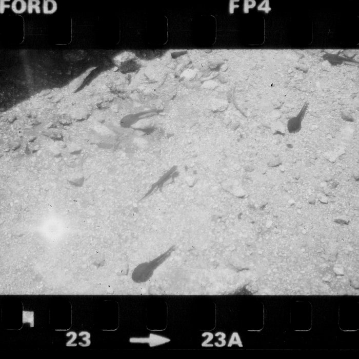 Psychogeography | Peter Nagle