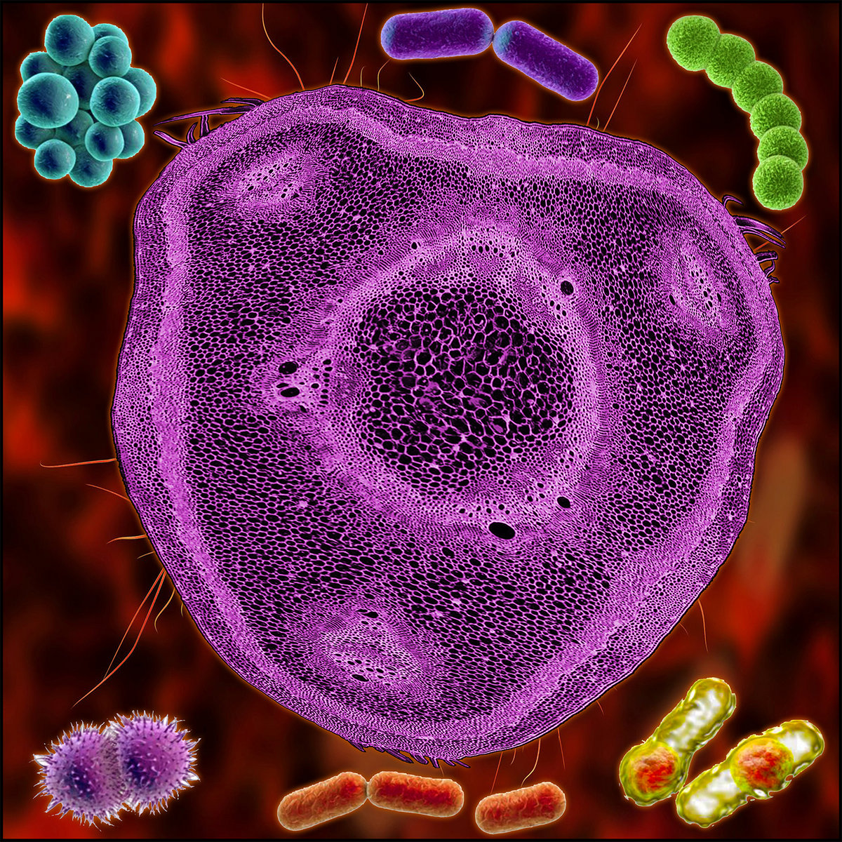 Pathogenic Rod Shaped Ecoli Salmonella Bacteria | Chondrodendron ...