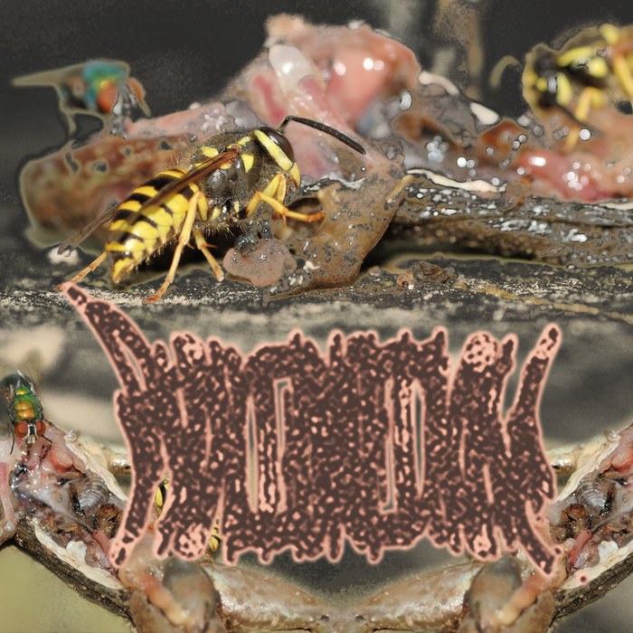 Wretching At The Sight Of The Pregnant | Phyllomedusa