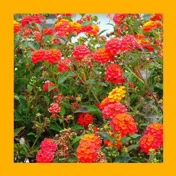 Music | The Reds, Pinks & Purples