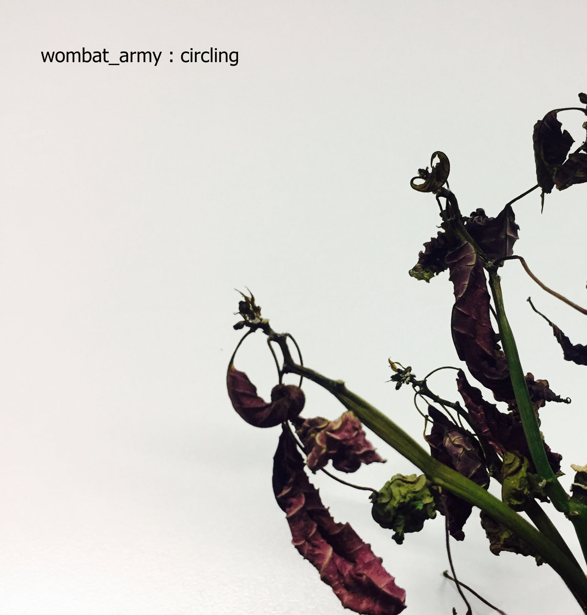 circling | wombat_army