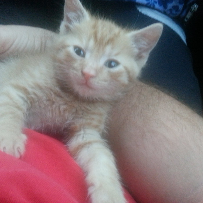 Alyssa Demos | Alyssa Willow