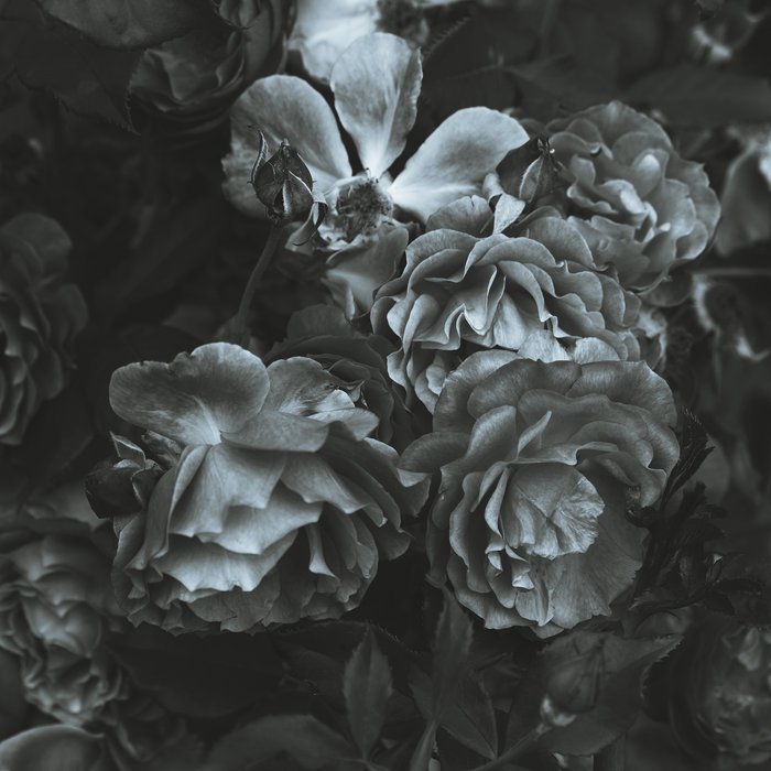 Lvvv Letters Only | Phono Paradiso