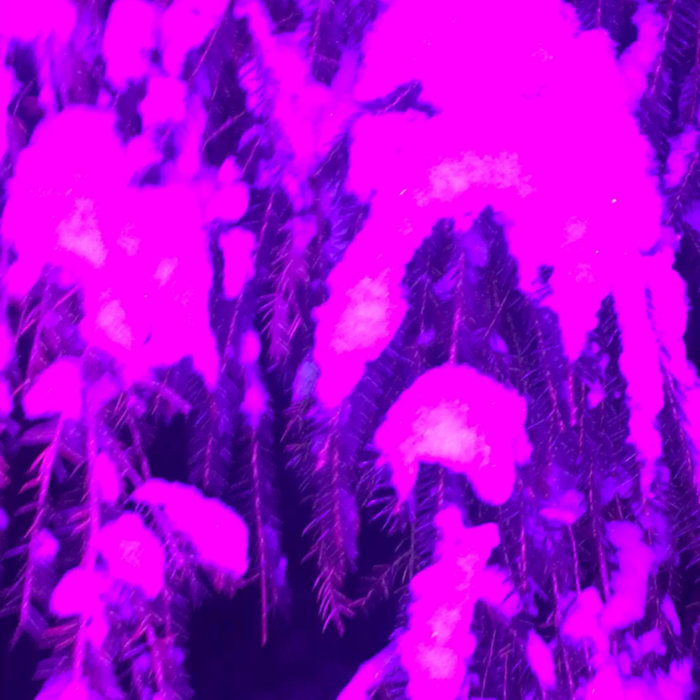 heart like spider / a holy fire (burning down the empire) | joni judén ...