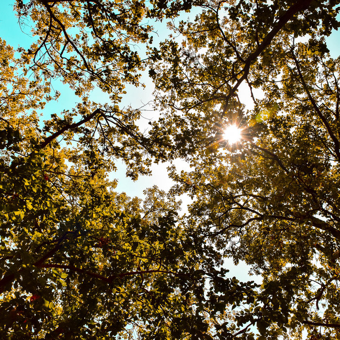 Trees And Leaves | Patti Webb | Aether Gaze