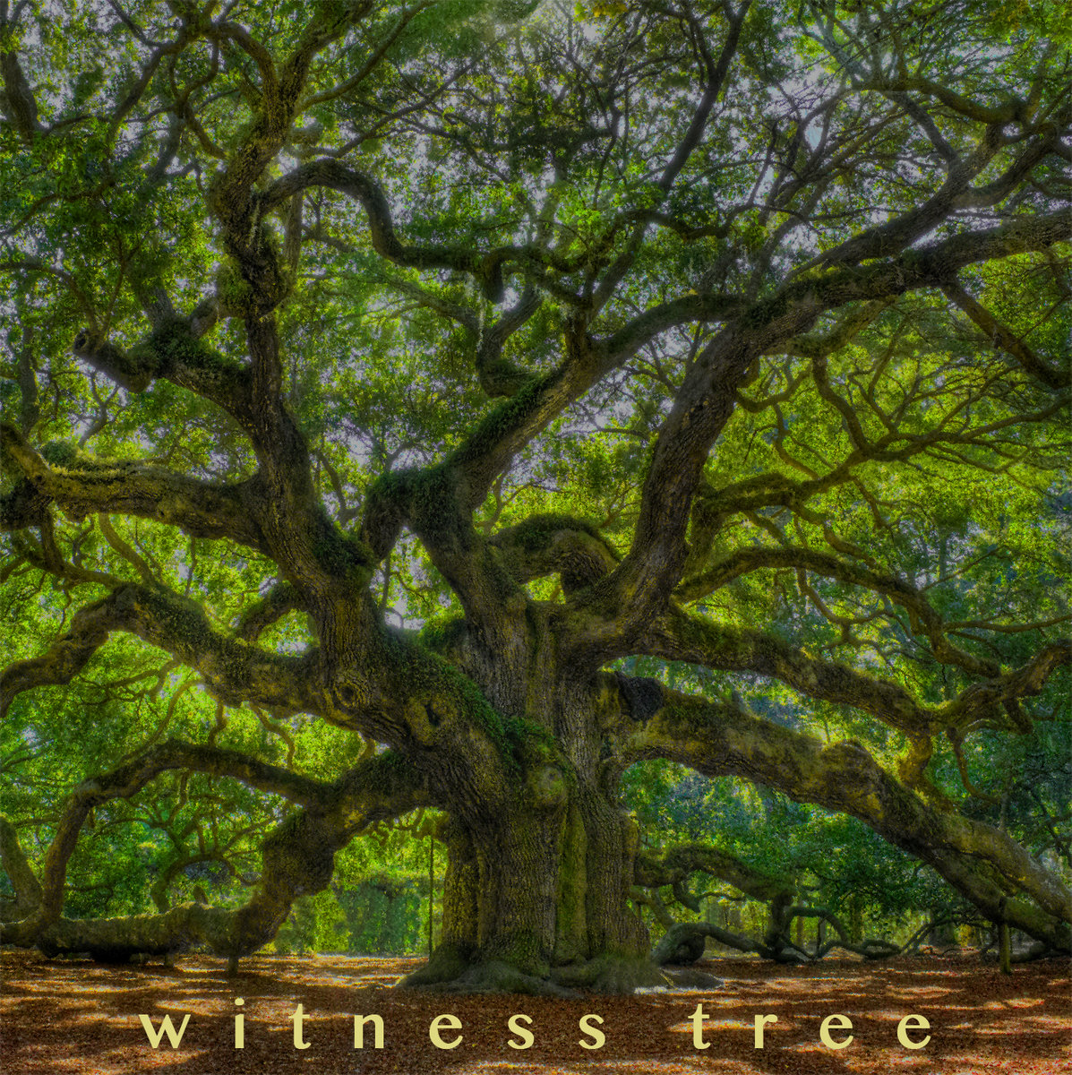 A Witness Tree