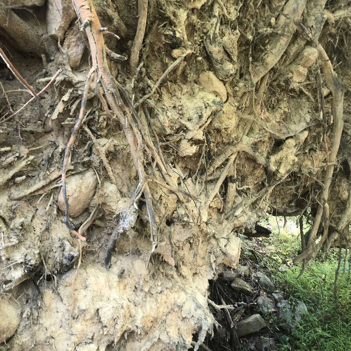 Ceiling Fan | Mitchell Cheng