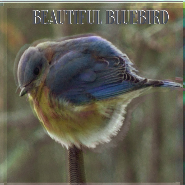 Beautiful Bluebird (Neil Young Cover) | Jacob August Colburn