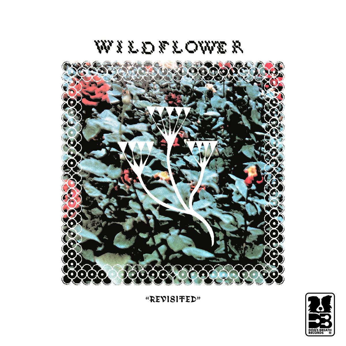 Revisited | Wildflower