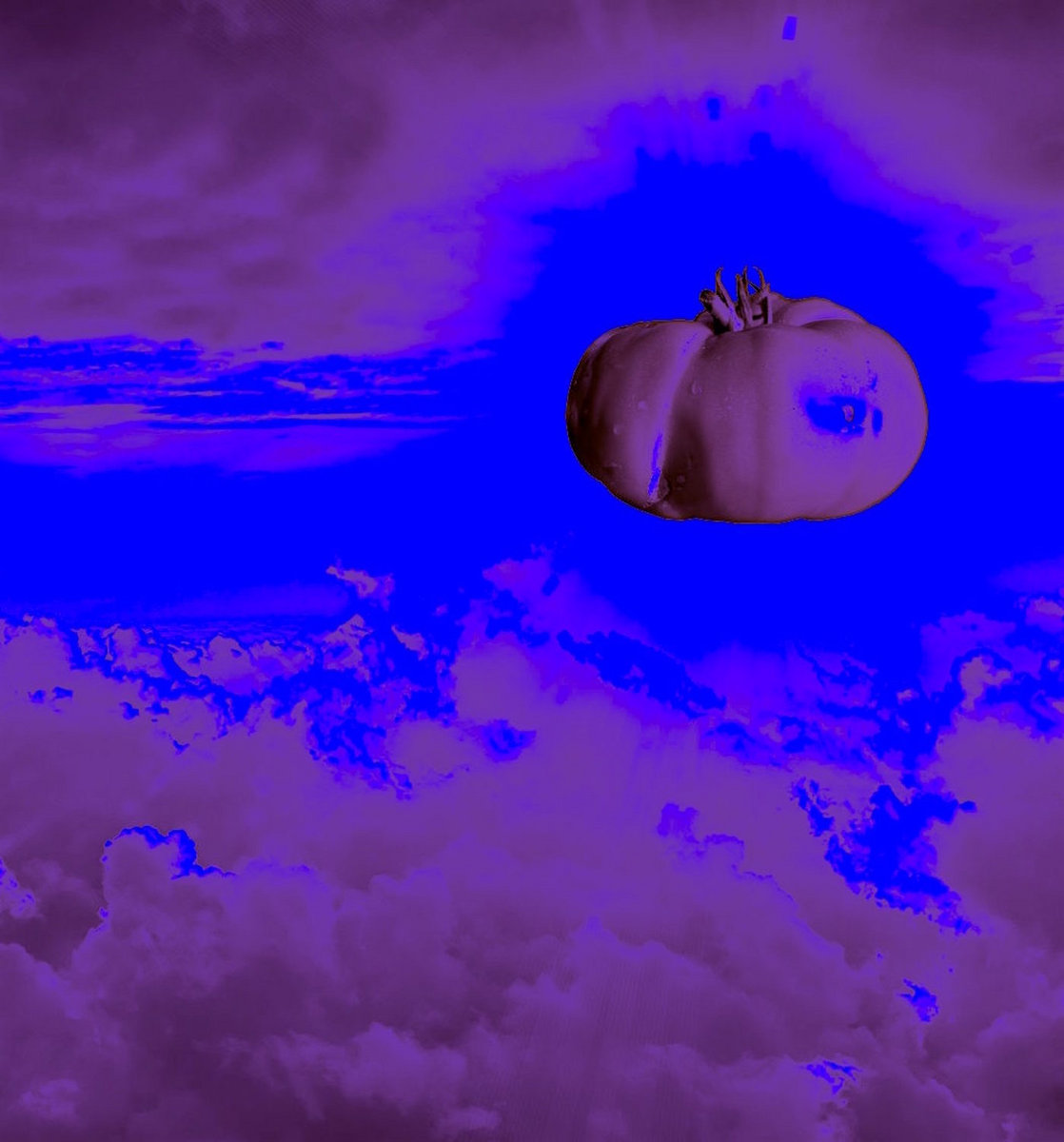 Violet Tomato | Dave DeFilippo