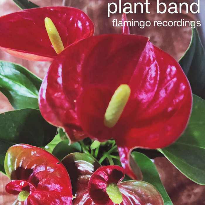 flamingo recordings | plant band