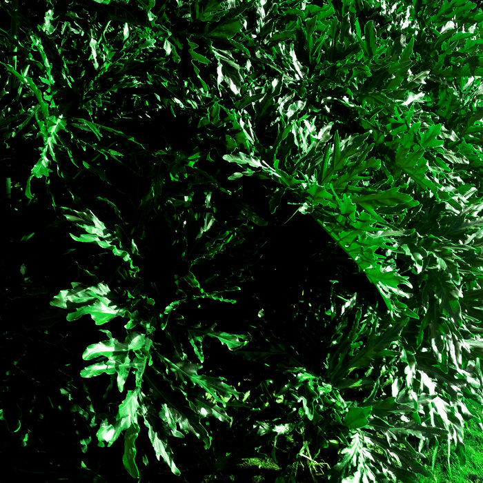 Subtropix | Coppice Halifax