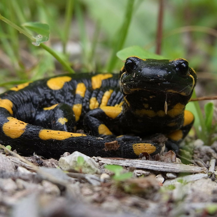 Salamandra salamandra | Forest of Frogs
