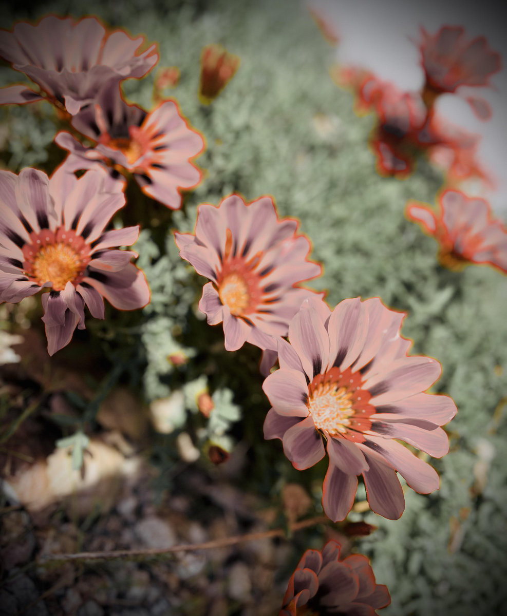 Flower Moon | Mikayla Riffs